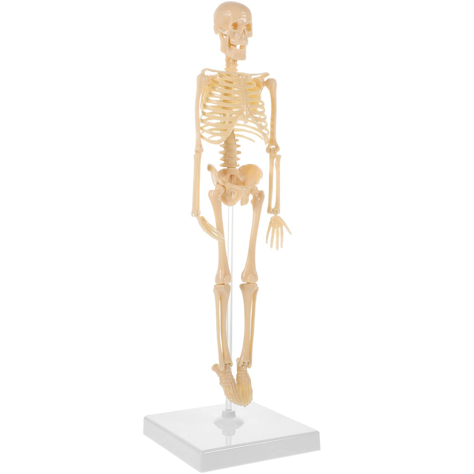 Gadpiparty Full Body Human Skeleton Model 17 7 High Scientific ...