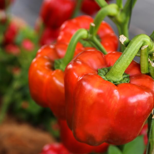 Capsicum Seeds For Home Garden Pack Of 60 : Amazon.in: Garden & Outdoors