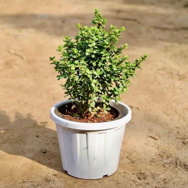 Jade Plant In 12 Inch White Classy Perennial plants Pot : Amazon.in ...