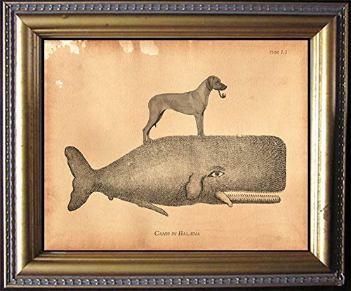 Amazon.com: Rhodesian Ridgeback Dog Riding Whale Vintage Collage Semi ...