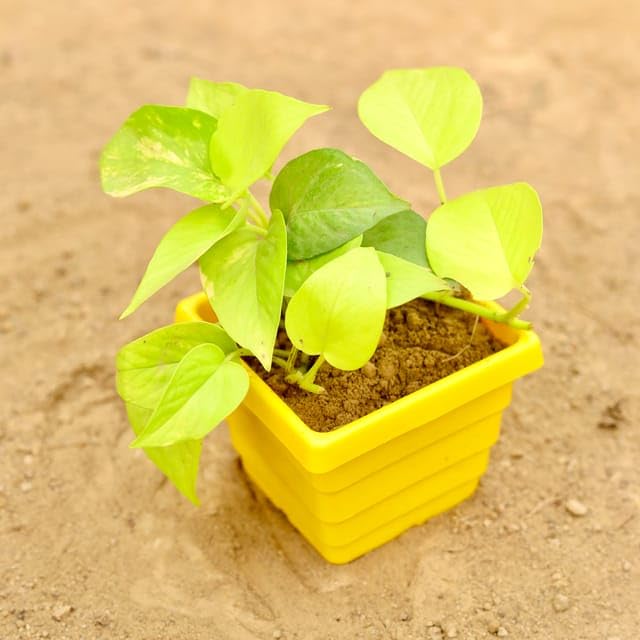 Mphmi Pune Plants Live Season Air Purifying Plants-Golden Money Plant ...