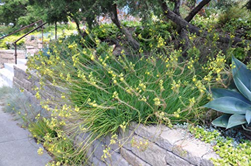 Bulbine frutescens - How to grow & care