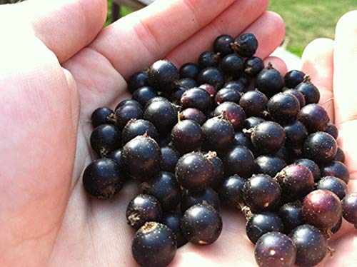 Black currant seeds - Grow plants