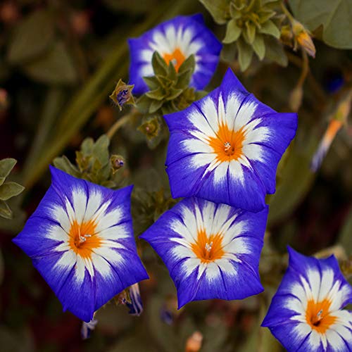 Convolvulus arvensis - How to grow & care