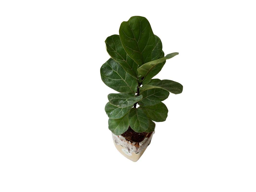 The Bonsai Plants - Fiddle Leaf Fig - Ficus Lyrata - Real Live Bonsai ...