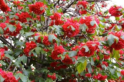 Nandini Garden Dombeya Wallichii Dombeya SpectabilisBojer Red Ball ...