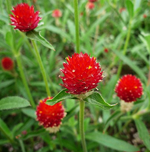 Creative Farmer Flower Seeds : Gul-E-Makhmal Hybrid Seeds Flower Garden ...