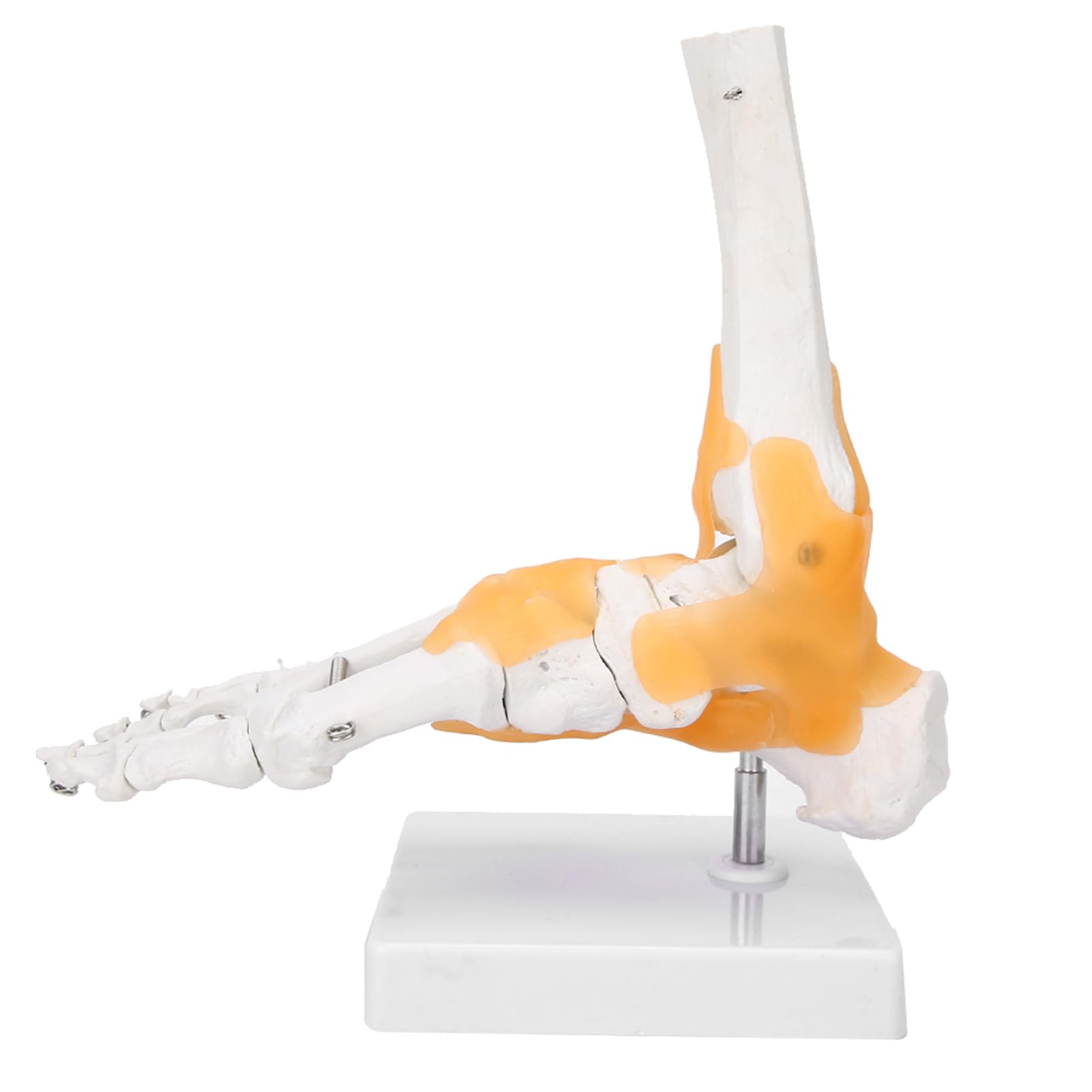 Buy Scientific Human Foot Ankle Model,Life Size Medical Anatomy Foot ...