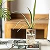 Amazon.com: wangsdjy Separated Desktop Glass Flower Vases - Ideal ...