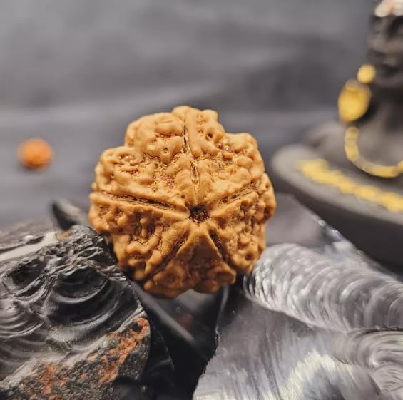 USPTO Real 5 Mukhi Rudraksha Original Certified Nepal Pure Bead ...