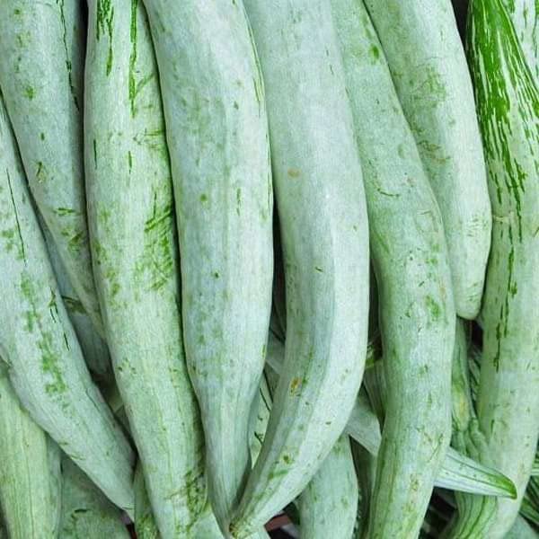 EVOY High Yield Hybrid Rare Long chichinda Snake Gourd Vegetable 150 ...
