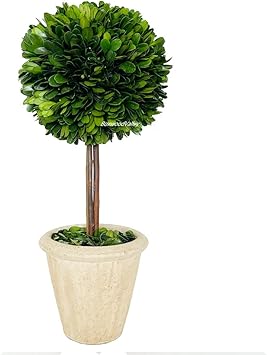 Amazon.com - Natural Preserved Boxwood Topiary in Pot 15 inch Stunning ...