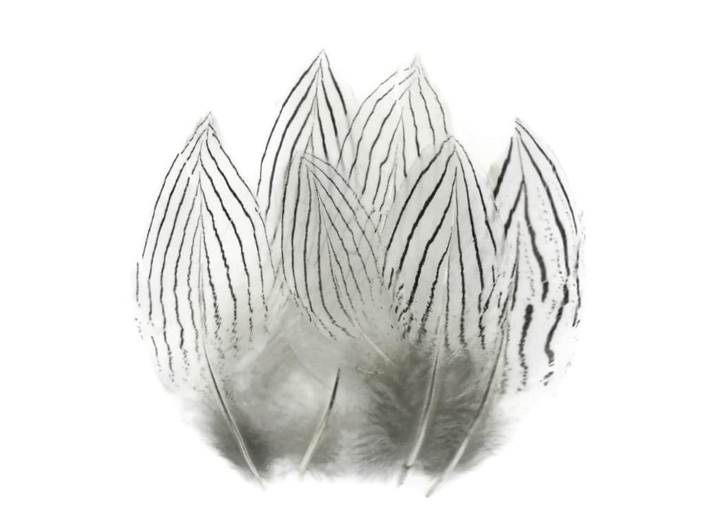 Silver Pheasant Feathers