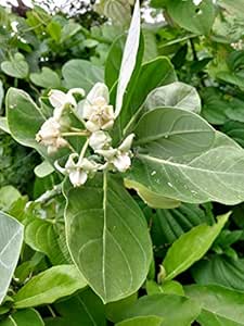 MRC fram Akanda crown Flowe live Plant,Giant calotrope Care Guide ...