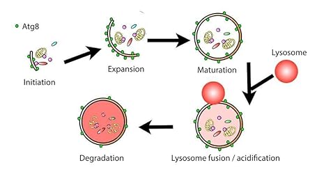 AUTOPHAGY: Extended Water Fasting Is The Powerful Secret of Healing and ...