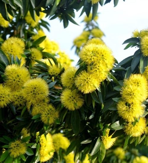 Love Xanthostemon Chrysanthus,Golden Penda Bright Golden Yellow Flowers ...