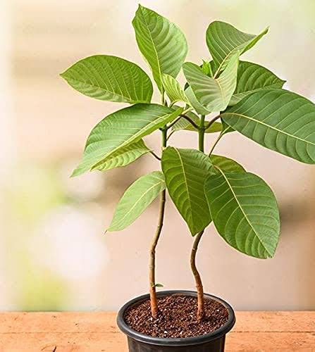 Trendygreens Live Kadam/Kadamb Plant - Healthy Live 1 Plant : Amazon.in ...