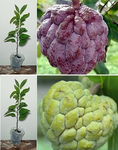 Green view Ram Phal Red Bullock Heart Custard Apple Annona Reticulata ...