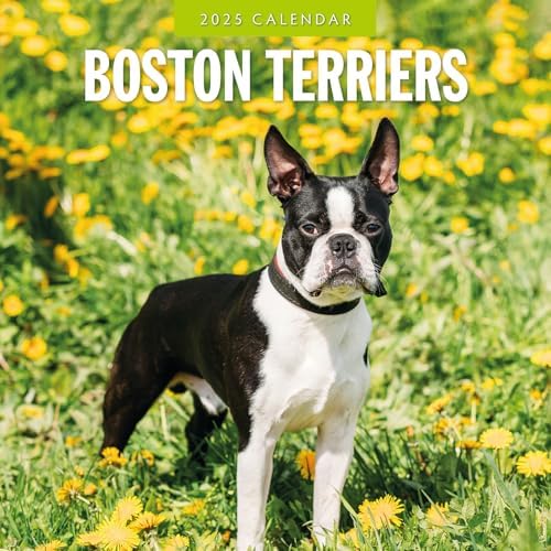 Amazon.com: Red Robin 2025 Boston Terriers Monthly Wall Calendar | 12 ...