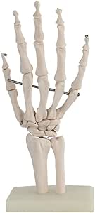 Medical Props Model Hand Joint Anatomical Skeleton Model Human Medical ...