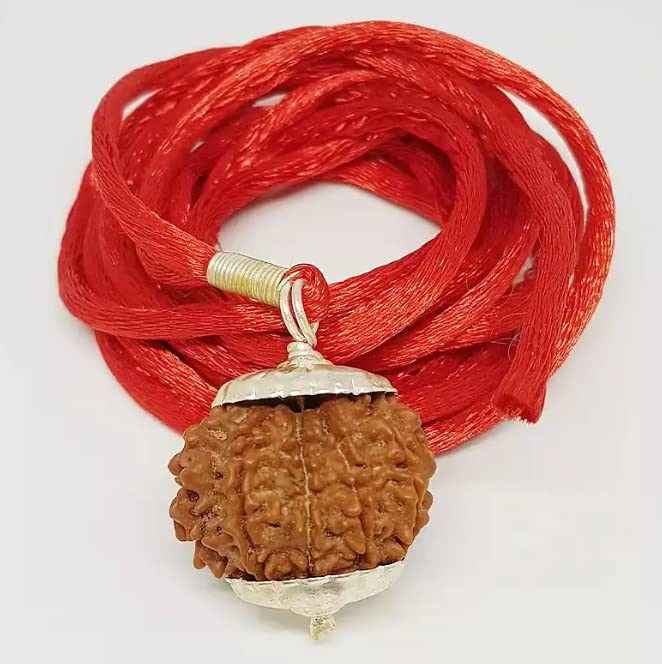 Royal Gems 14 Mukhi Rudraksha Original Certified Fourteen Faced Oval ...