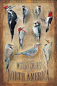 Amazon.com: Backyard Woodpeckers Of North America Metal Sign Wall Decor ...