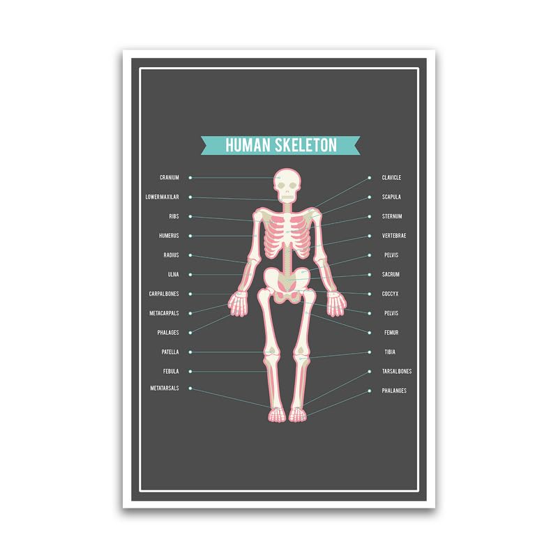 Amazon.com: The Human Skeleton Labeled Poster - Science Biology Anatomy ...