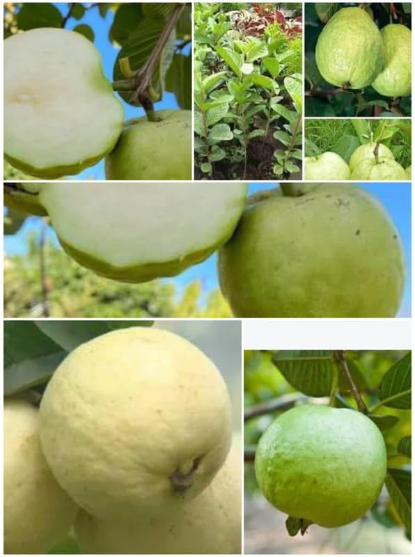 Guava FruitRare Seedless Amrud Plant Fruit Tree Guava Rare Apple Guava ...