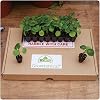 Geranium F1 Horizon White Pelargonium Mini Plug Plants x 20 for Potting ...