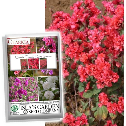 Clarkia - How to grow & care