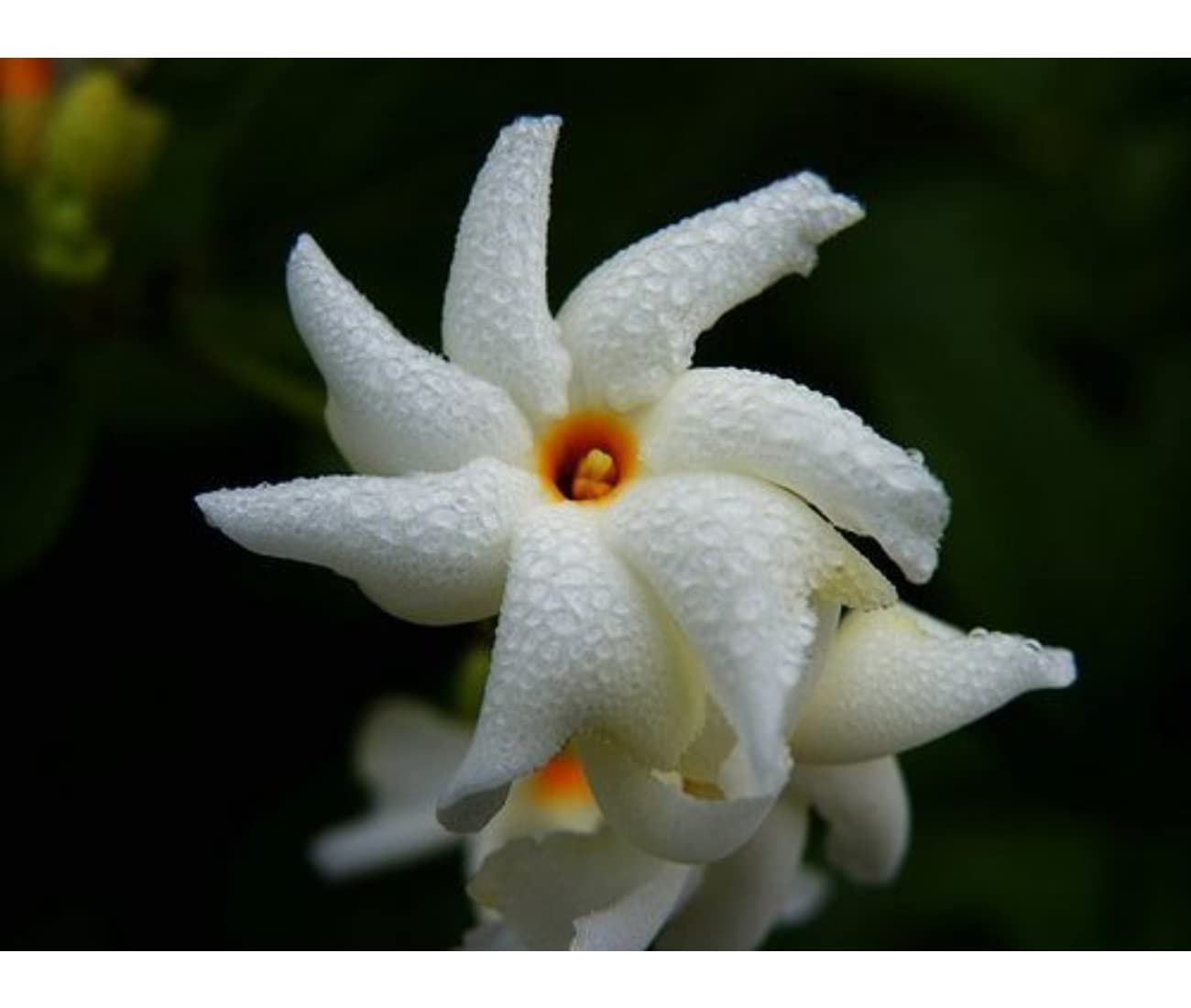 PYANABI GARDEN Parijat Flower tree/Seuli Flower Plant harsingar ka ...