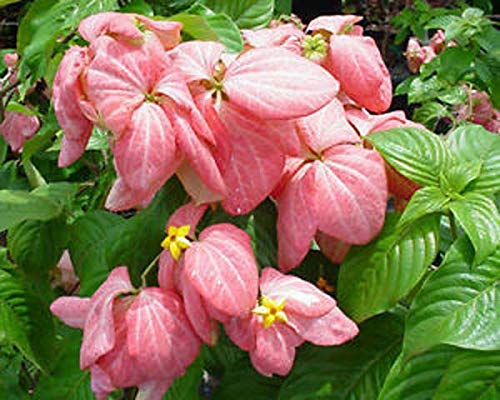 LushGreen Bonsai Rare Mussaenda Plant, Musanda Red Flag Bush Flower ...