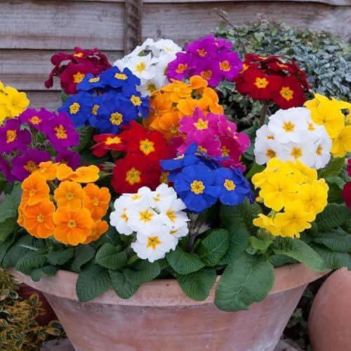Primrose Plants Mixed Colours 12 Pack - 2 Trays of 6 Plants - Add ...