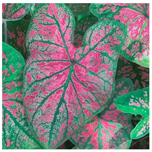 Amazon.com : Florida Roselight Caladium - One Top Size Bulb - Hardy in ...