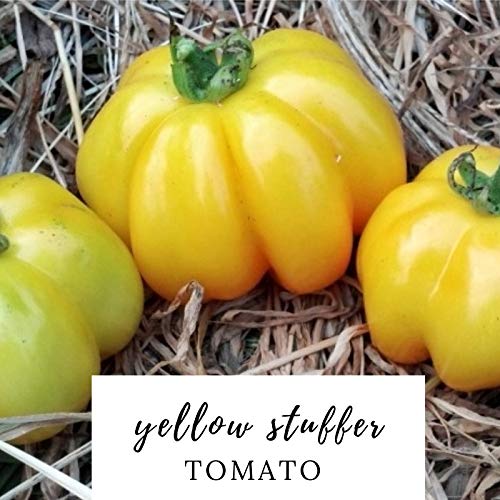 Yellow Stuffer Tomato : Amazon.in: Garden & Outdoors