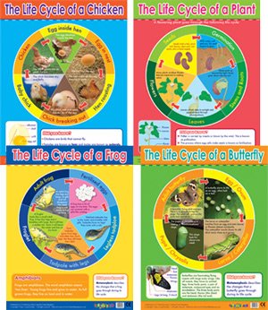 Buy Nature Lifecycle Set: Chicken, , Frog and Butterfly Life cycle ...