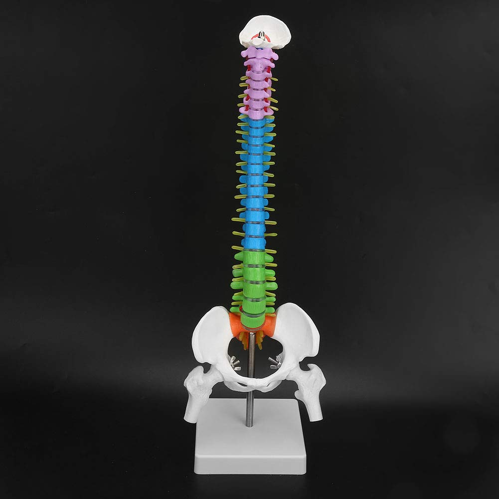 Buy Human Skeleton Spine Model, Colorful Human Spine Model PVC Clear ...