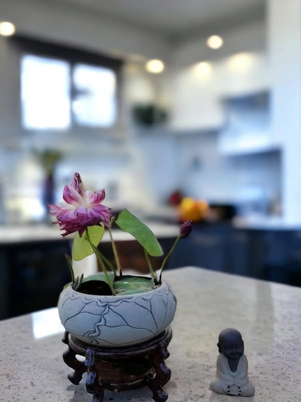 Mini lotus seeds for planting |Dwarf Lotus Flower Hybrid Variety (Pack ...