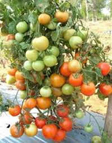 Seeds Point Rare Imported Vegetable Seeds - Worlds Best Triple Disease ...