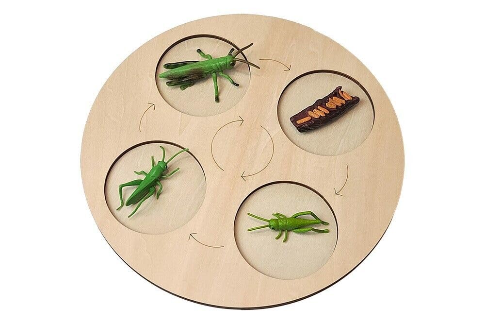 Amazon.com: MONTESSORI Models of Grasshopper Life Cycle with Demo Tray ...