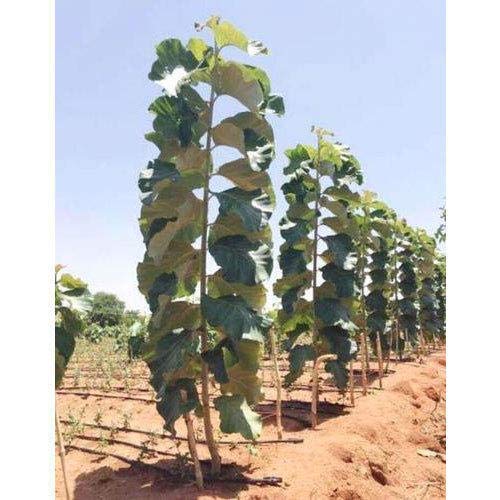 Creative Farmer Live Plant Teak Teak, Sagun/Chingsoo/Sagwan/Saguna ...