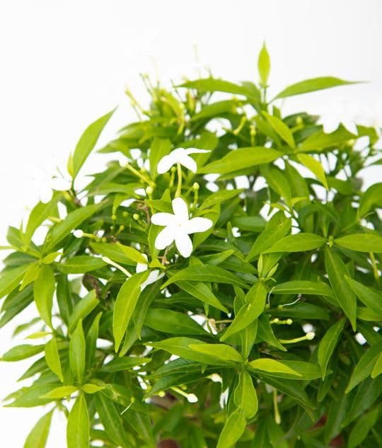 Cloud Farm Live Chinese Tagar Mini Chandni Crape Jasmine Flower Live ...