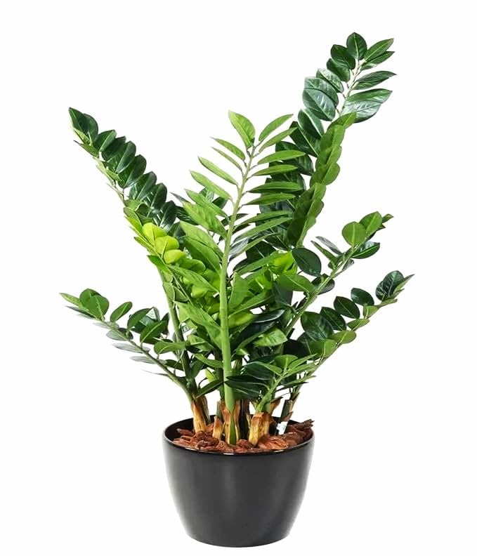 Garden Art Green Zamia Zamioculas Zamiifolia " Raven" Succulent Rare ...