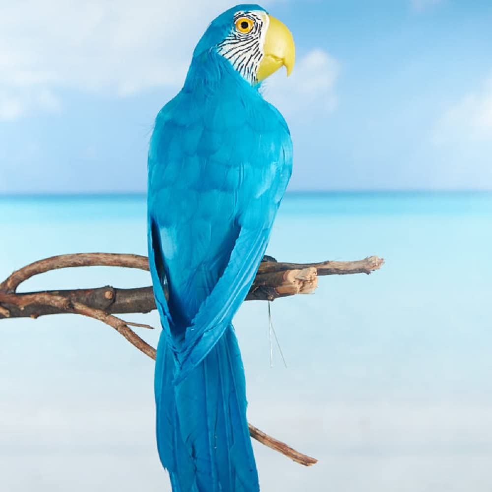 Light Blue Parrots World Parrot Trust Meet The Newest Members Of The