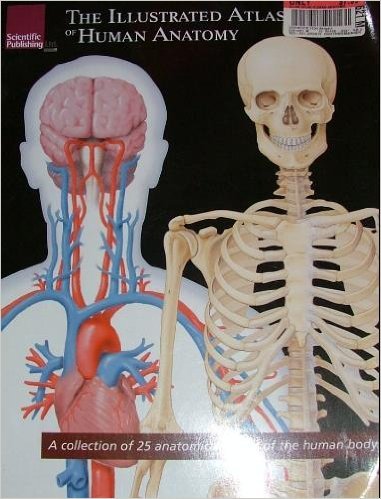 The Illustrated Atlas of Human Anatomy: A Collection of 25 Anatomical ...