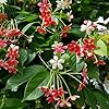 100Pcs Combretum indicum Flower Seeds : Amazon.co.uk: Garden