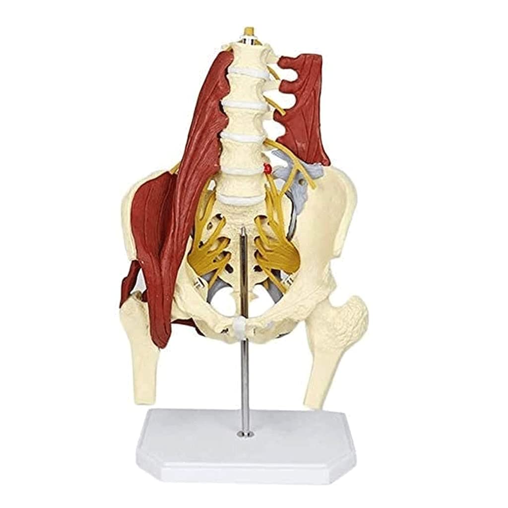 Lumbar Muscle Anatomy