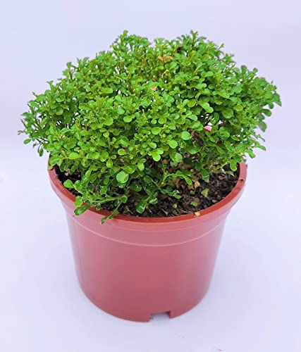 Buy Creative Farmer Plant For Study Table Murraya Paniculata Dwarf ...