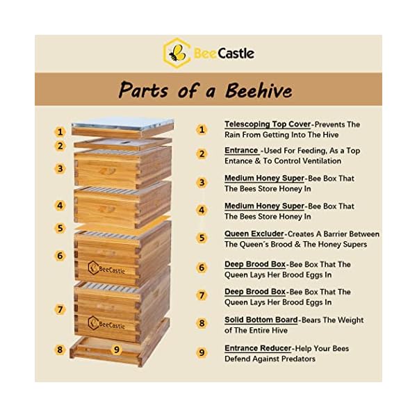 BeeCastle 10 Frame Langstroth Bee Hive Coated with 100% Beeswax ...