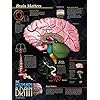 Amazon.com: Jaguar Educational The Human Brain Poster Series - Set of 5 ...